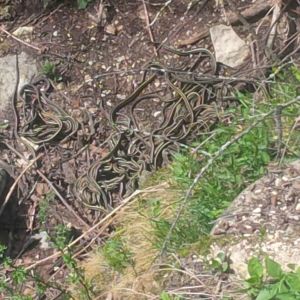 Road Trip to Narcisse Snake Dens- A Slithering good time!